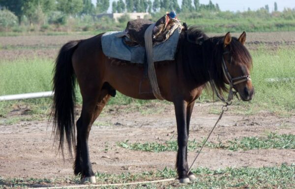 Turkmenistan Tours 2025 | Private Trips & Small Groups