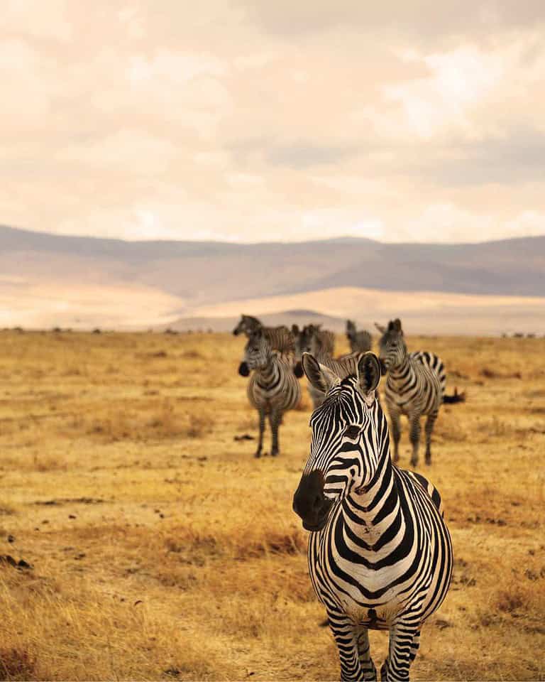Tanzania Tours 2025 | Private Trips & Small Groups