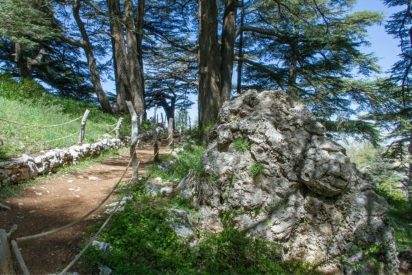 Travel to the Cedars of God Lebanon | The best choise